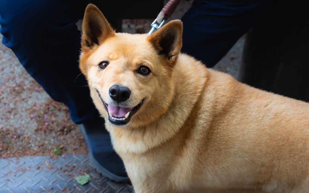 Skin Tags on Dogs: Identification, Causes & Treatments