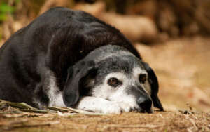 Skin Tags on Dogs: Identification, Causes & Treatments