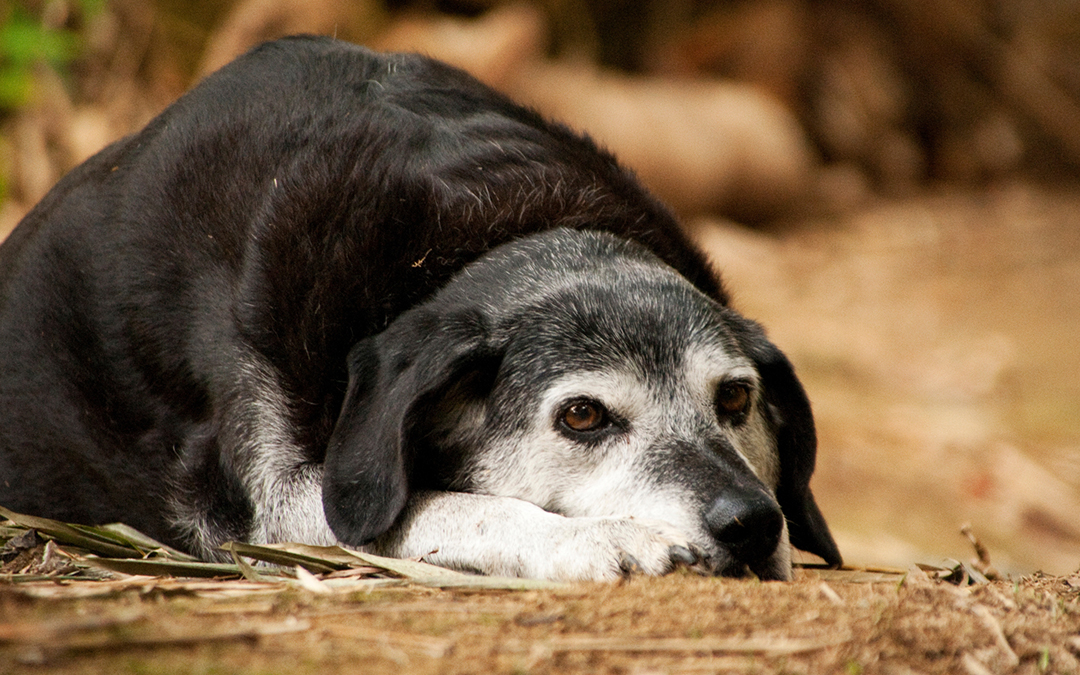 Skin Tags on Dogs: Identification, Causes & Treatments