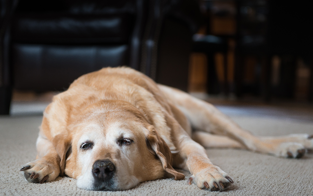 Skin Tags on Dogs: Identification, Causes & Treatments