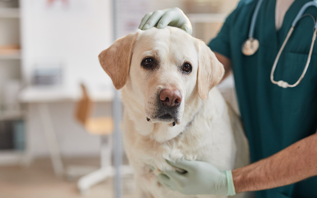 Skin Tags on Dogs: Identification, Causes & Treatments