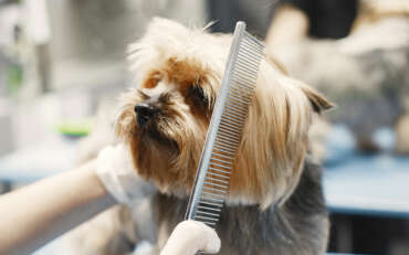 Skin Tags on Dogs: Identification, Causes & Treatments