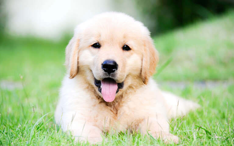 When Do Dogs Stop Growing? The 4 Stages for Every Breed