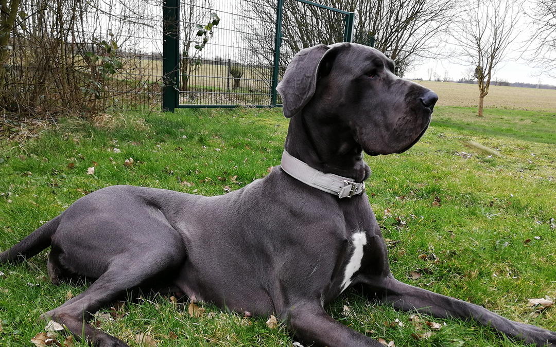 When Do Dogs Stop Growing? The 4 Stages for Every Breed