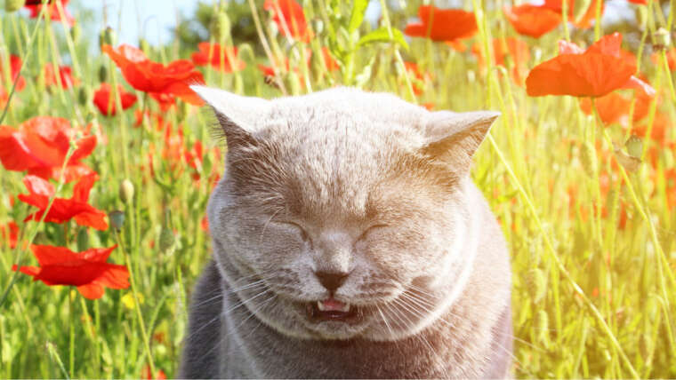 Cat Wheezing: Causes, Symptoms, and When to See a Vet