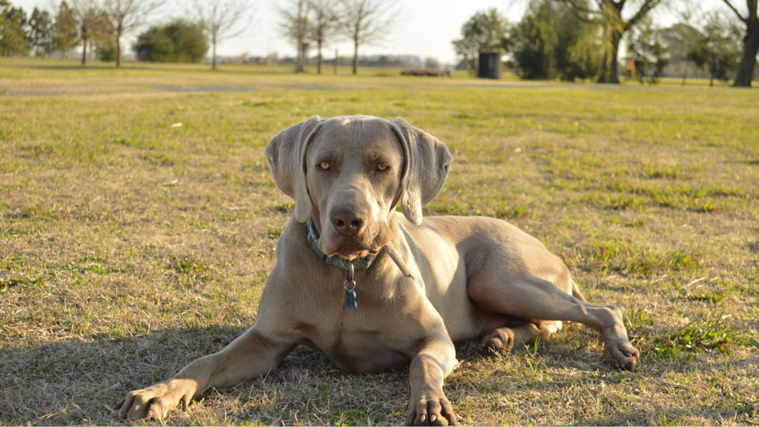 ACL Surgery for Dogs: Recovery, Costs, and What to Expect
