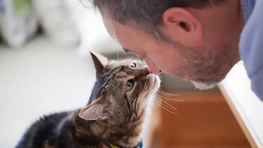Why Cats Rub Against You, According to a Veterinarian